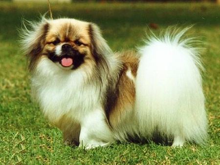 Flat Face Toy & Tibetan Spaniel Assoc NSW